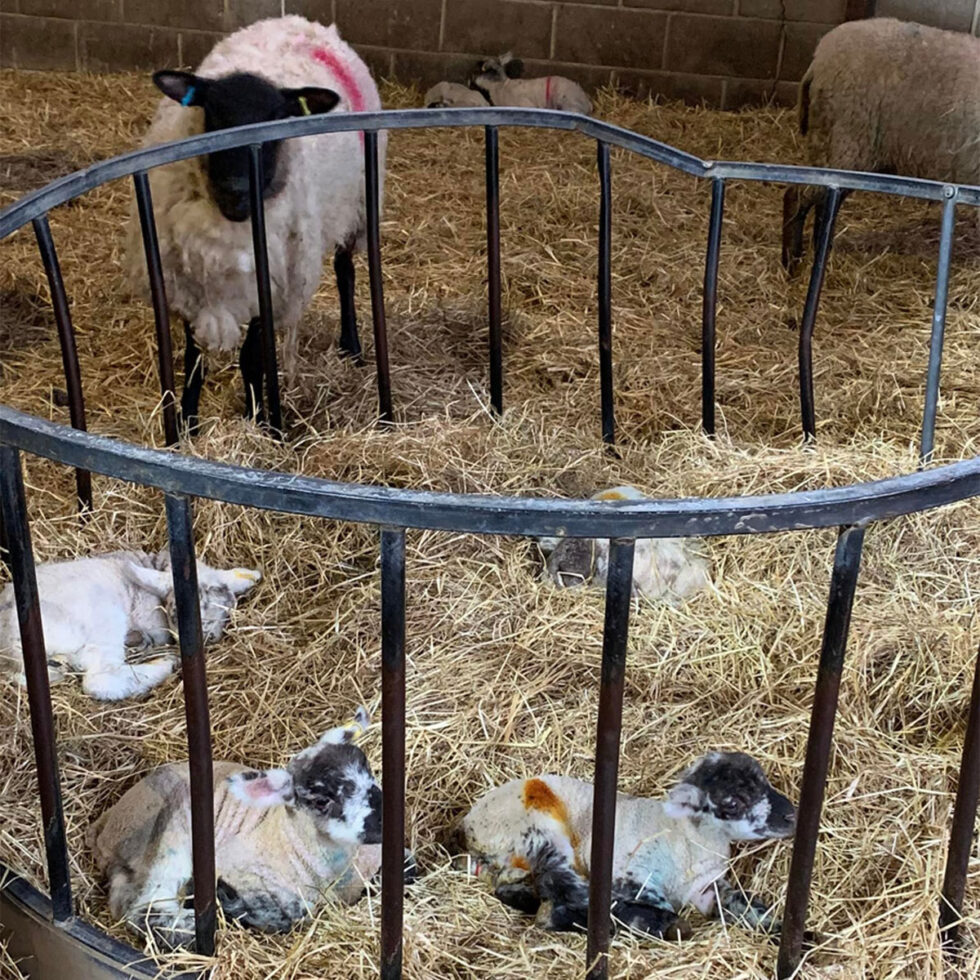Lambing Open Days at Broadlees Farm