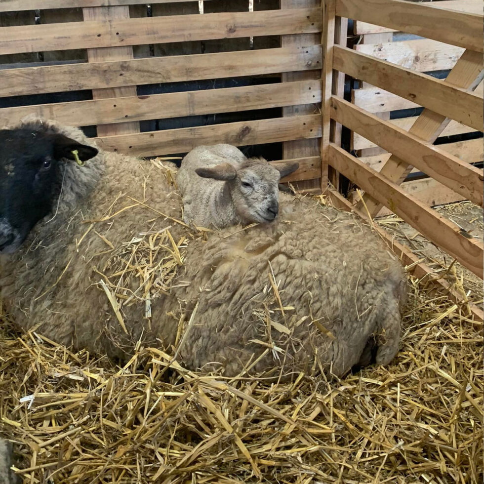 Lambing Open Days at Broadlees Farm
