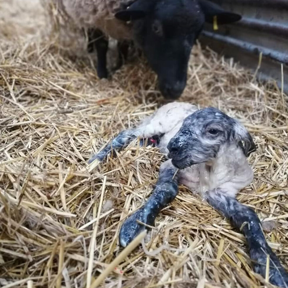 Lambing Open Days at Broadlees Farm