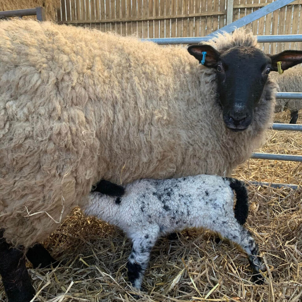 Lambing Open Days at Broadlees Farm