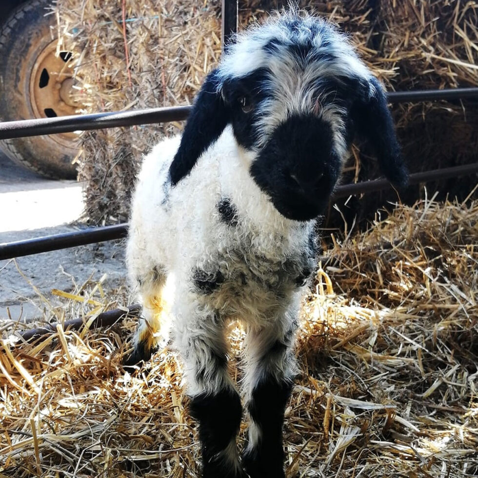 Lambing Open Days at Broadlees Farm